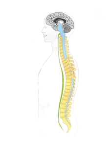 La espalda. Capítulo 4: La médula espinal- Corporación Fisiogestión